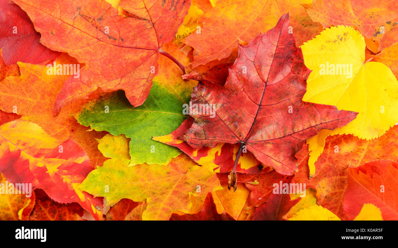 Fall leaves red yellow green background Stock Photo - Alamy