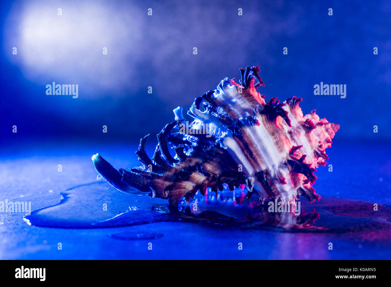 Sea Shell Spider Conch Stock Photo - Alamy