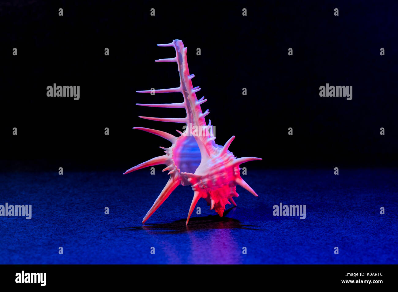 Sea Shell Spider Conch Stock Photo - Alamy