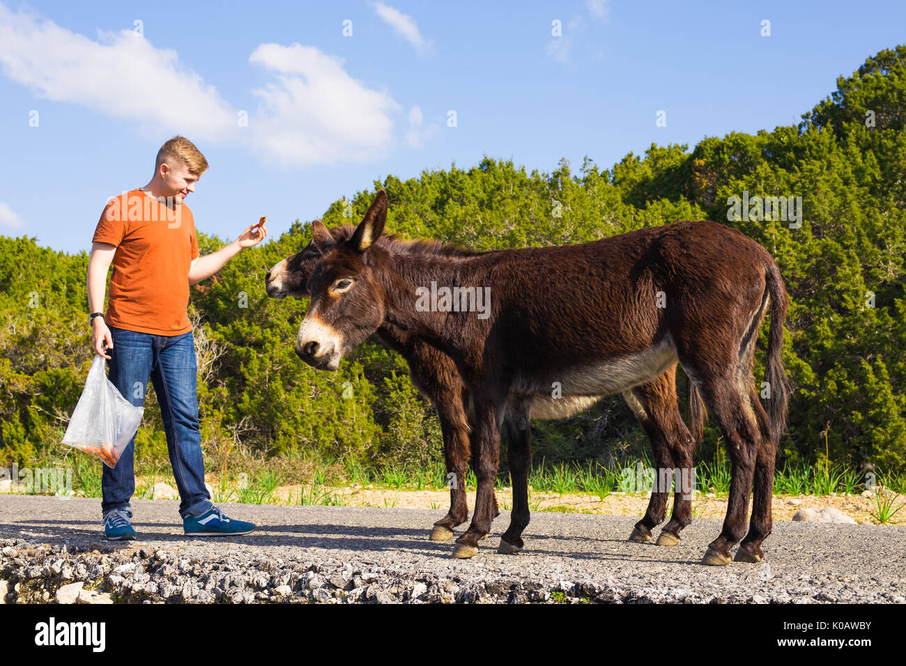 Young man feeding a wild donkeys out of hand. Wildlife, mammals ...