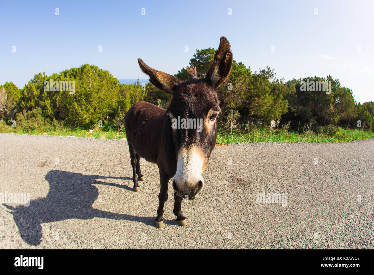 Wild funny donkey outdoors Stock Photo - Alamy