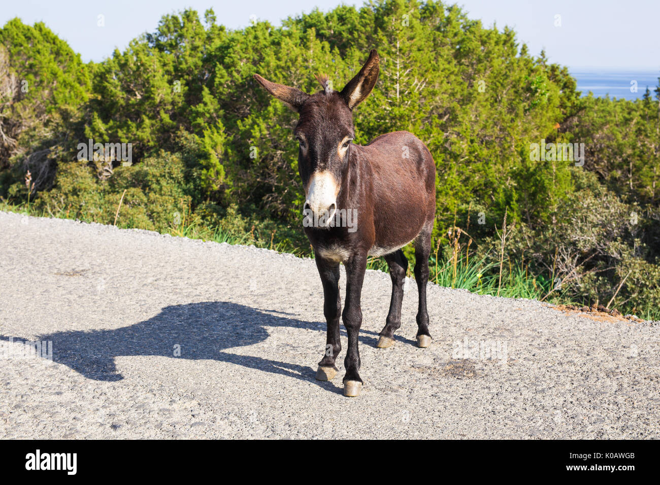 funny wild donkey Stock Photo - Alamy