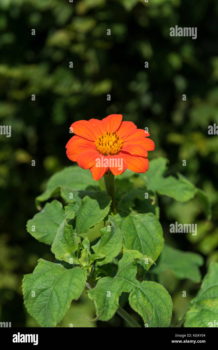 Tithonia rotundifolia Torch, Mexican Sunflower Stock Photo - Alamy