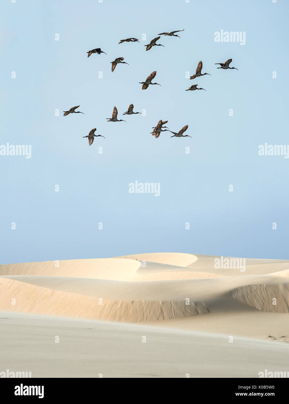 Scarlet ibis river hi-res stock photography and images - Alamy