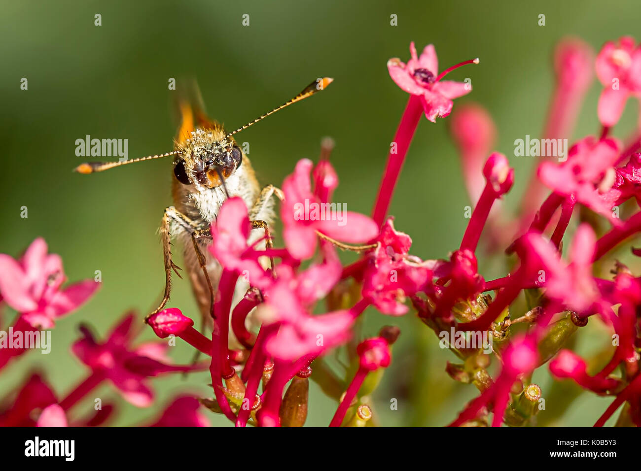 A close up of a moth on a flower with its antennae out wode on its head ...