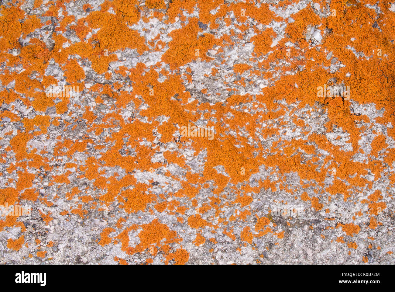 Close-up background of natural texture of bright orange lichen, a ...