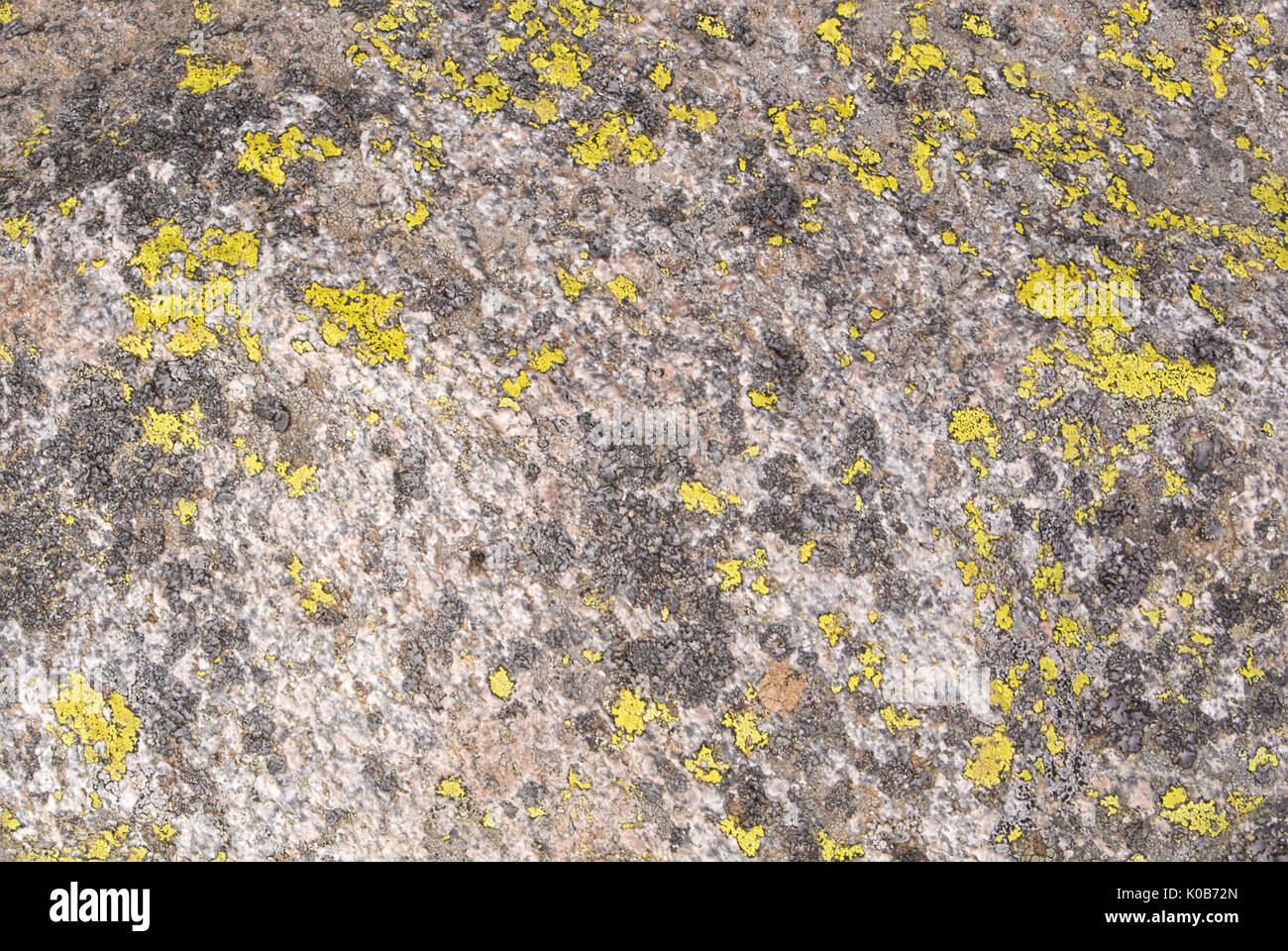 Close-up background of natural texture of yellow and dark grey lichen ...