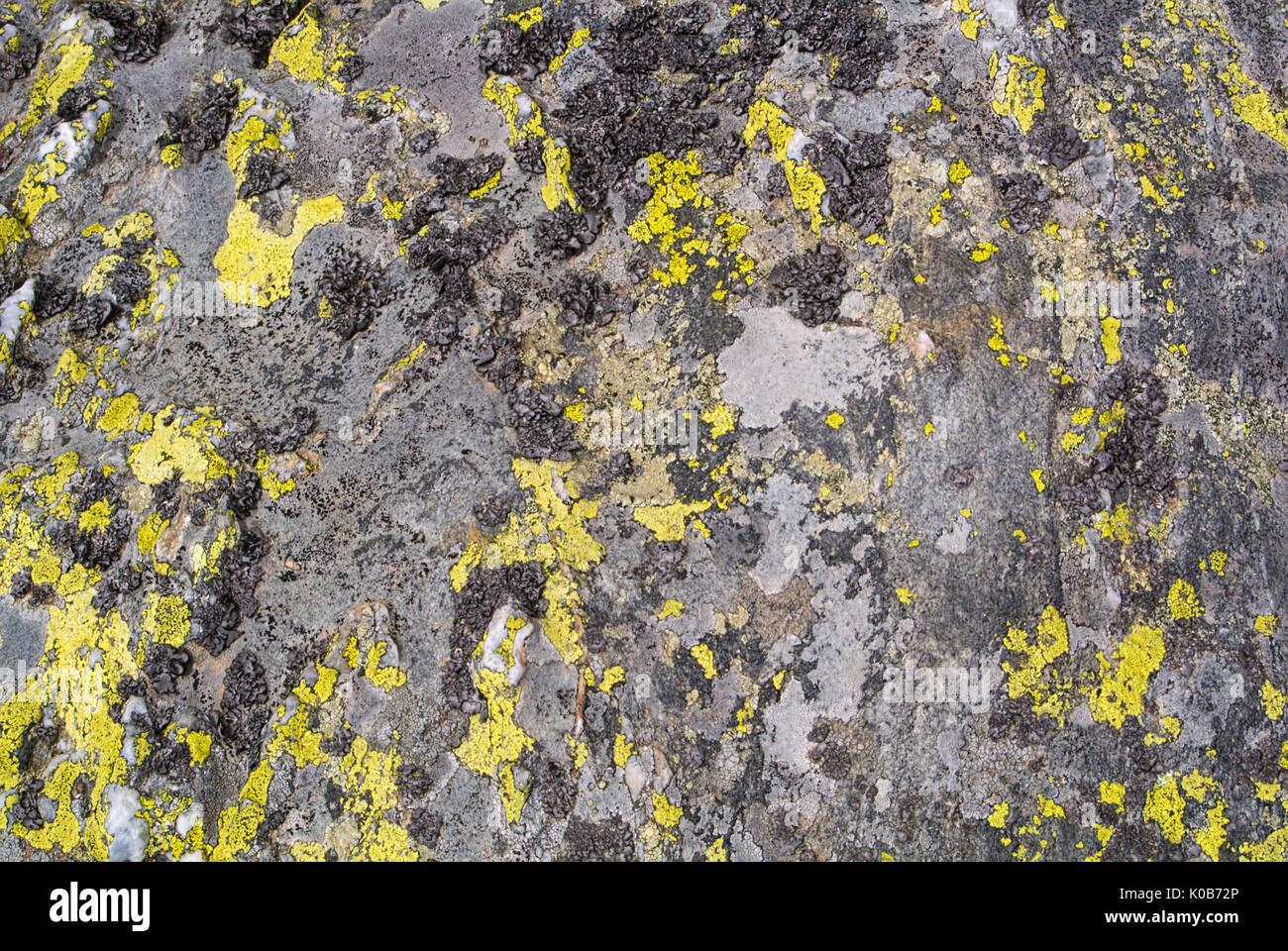 Close-up background of natural texture of yellow and dark grey lichen ...