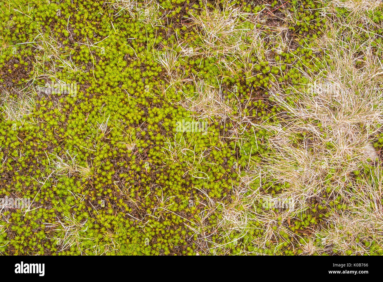 Alpine grass on the top of the mountain, at natural park Bucegi ...
