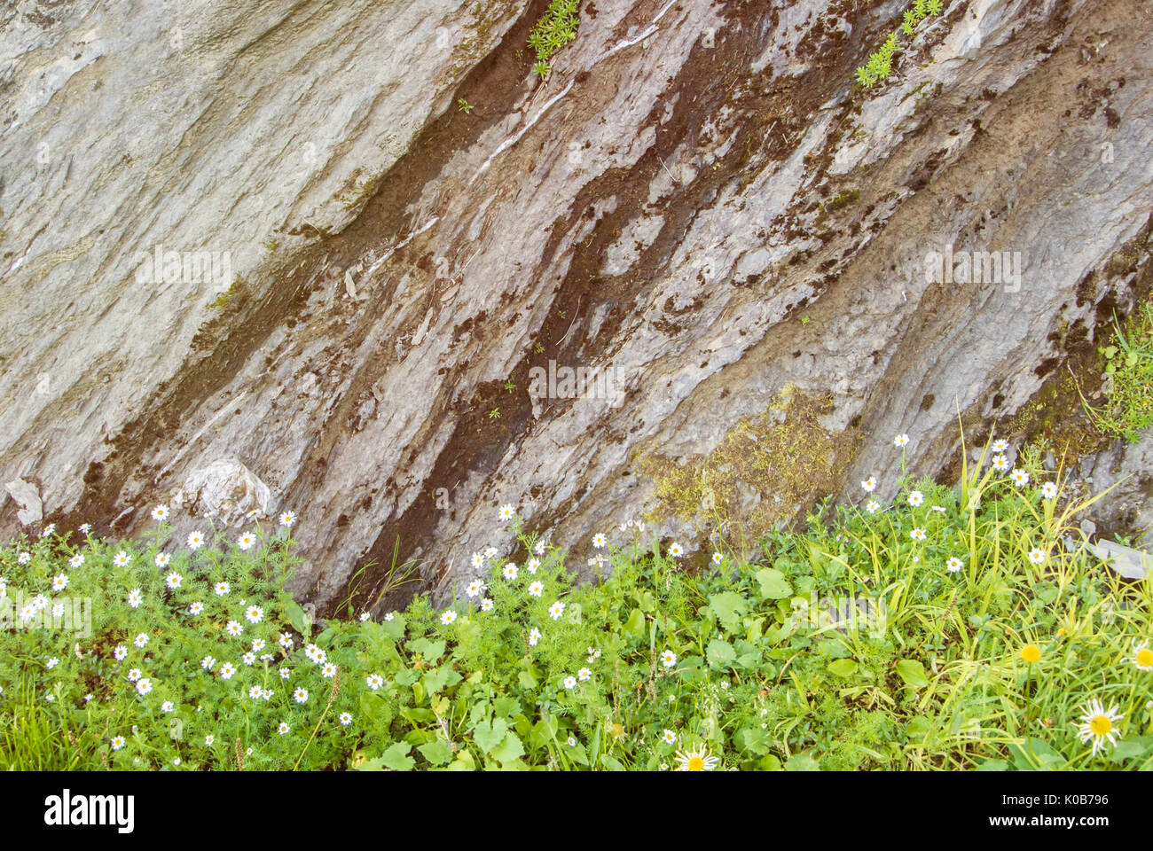 Rock cut texture, green alpine grass and little white flowering ...