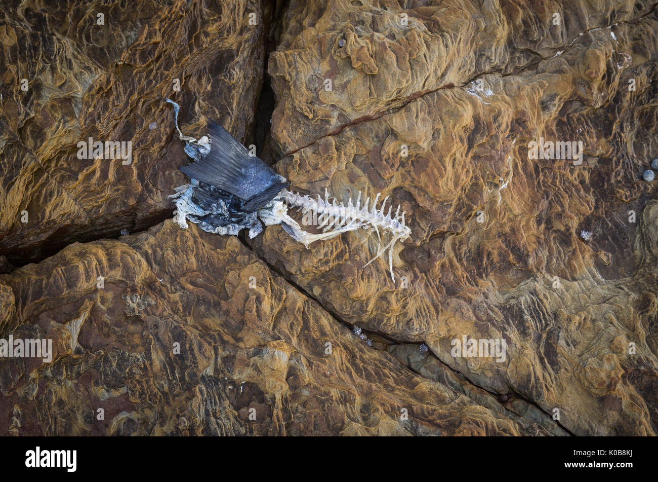 Fish Remains Stock Photos & Fish Remains Stock Images - Alamy