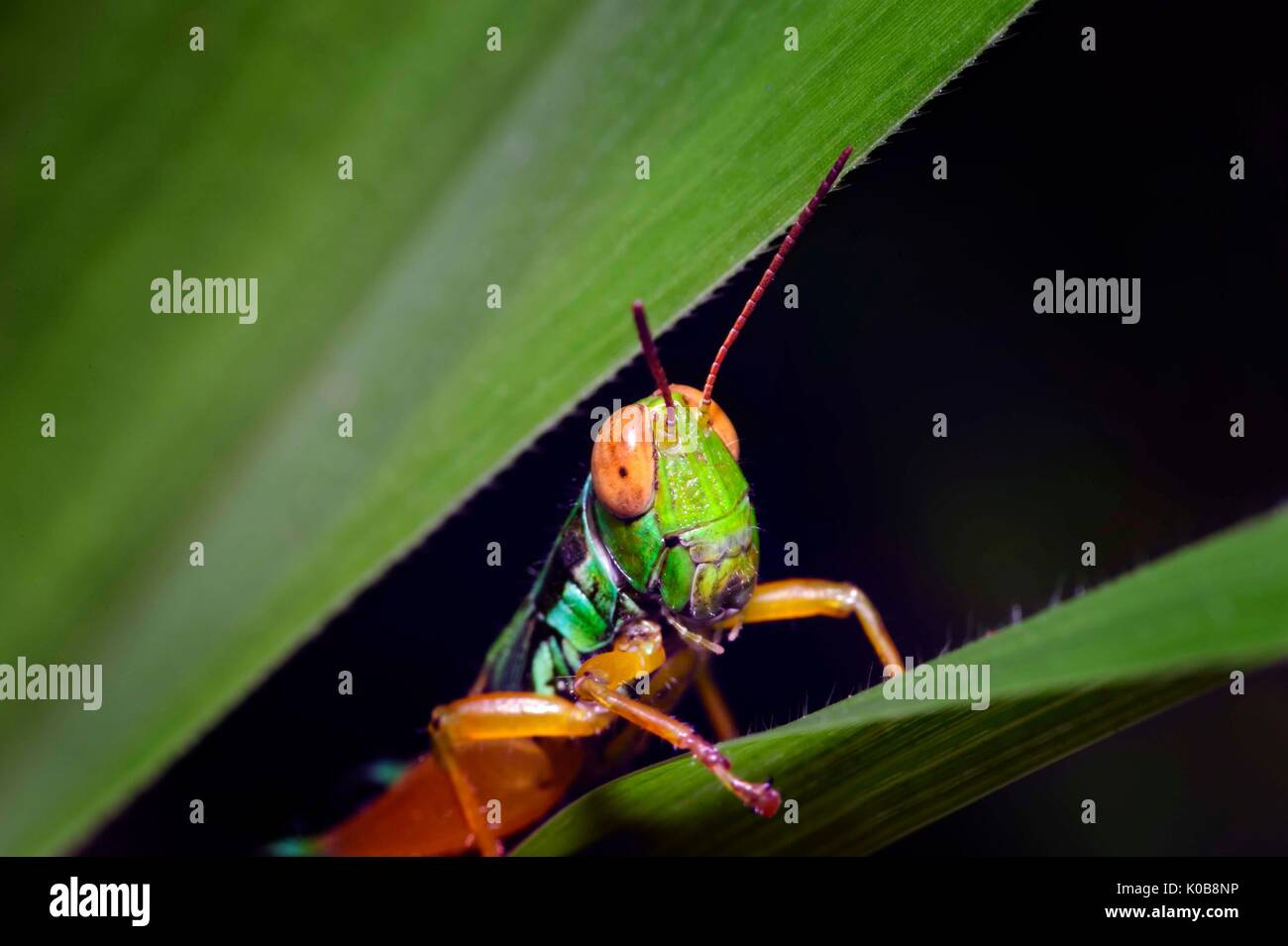 Grass hopper spring hi-res stock photography and images - Alamy