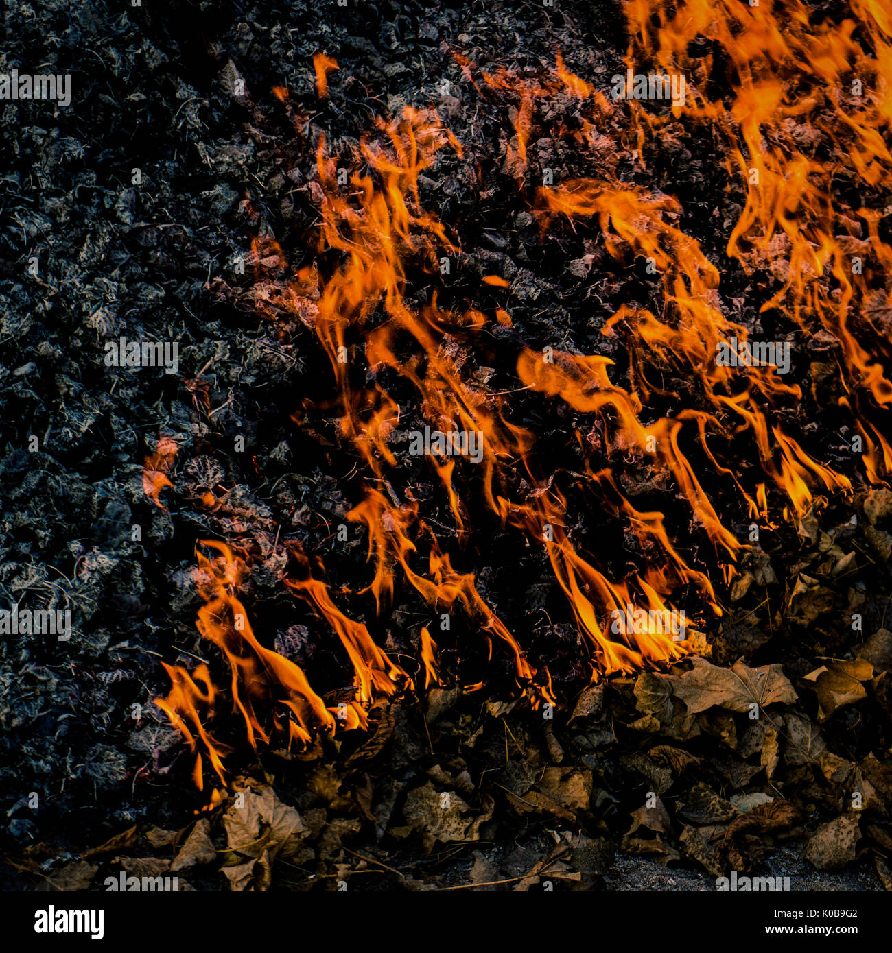 Fire and ash burning of autumn foliage, pollution of the environment ...