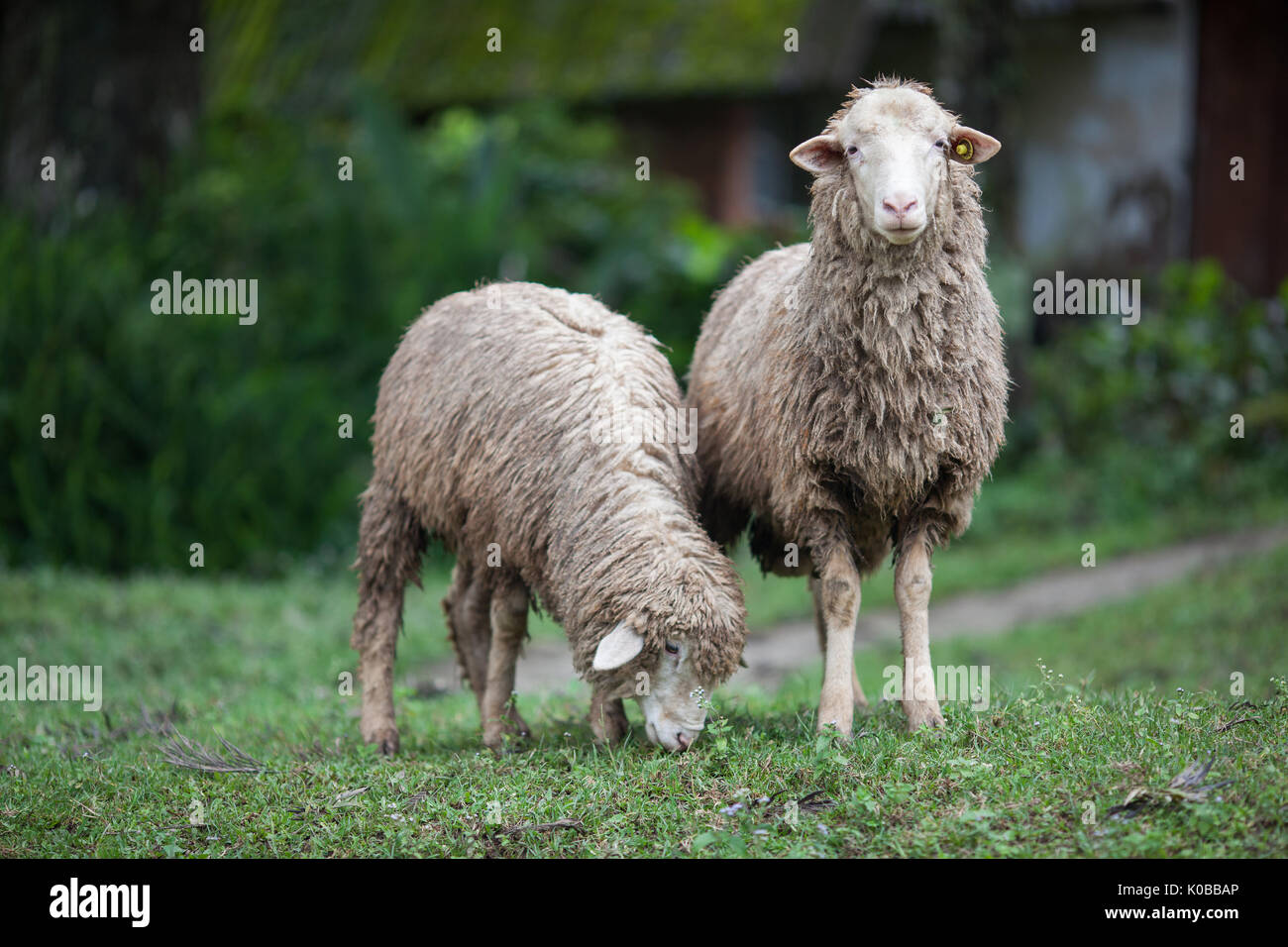 While very small lamb hi-res stock photography and images - Alamy