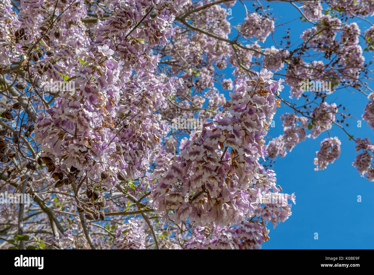 Paulownia tomentosa plant hi-res stock photography and images - Alamy
