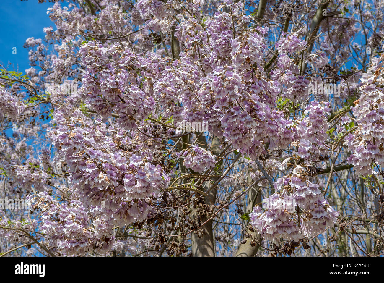Paulownia tomentosa plant hi-res stock photography and images - Alamy