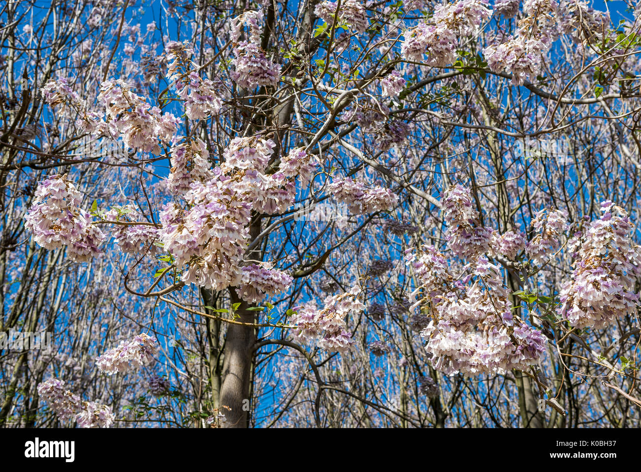 Blooming paulownia tormentosa trees Stock Photo - Alamy
