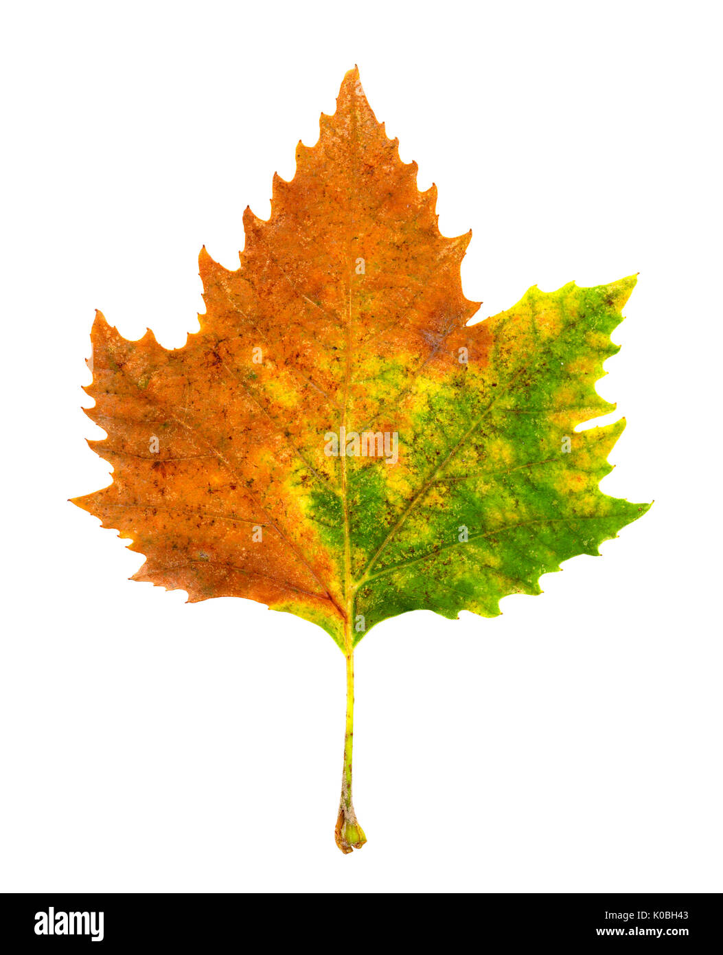 Background image ivy leaves Cut Out Stock Images & Pictures - Alamy