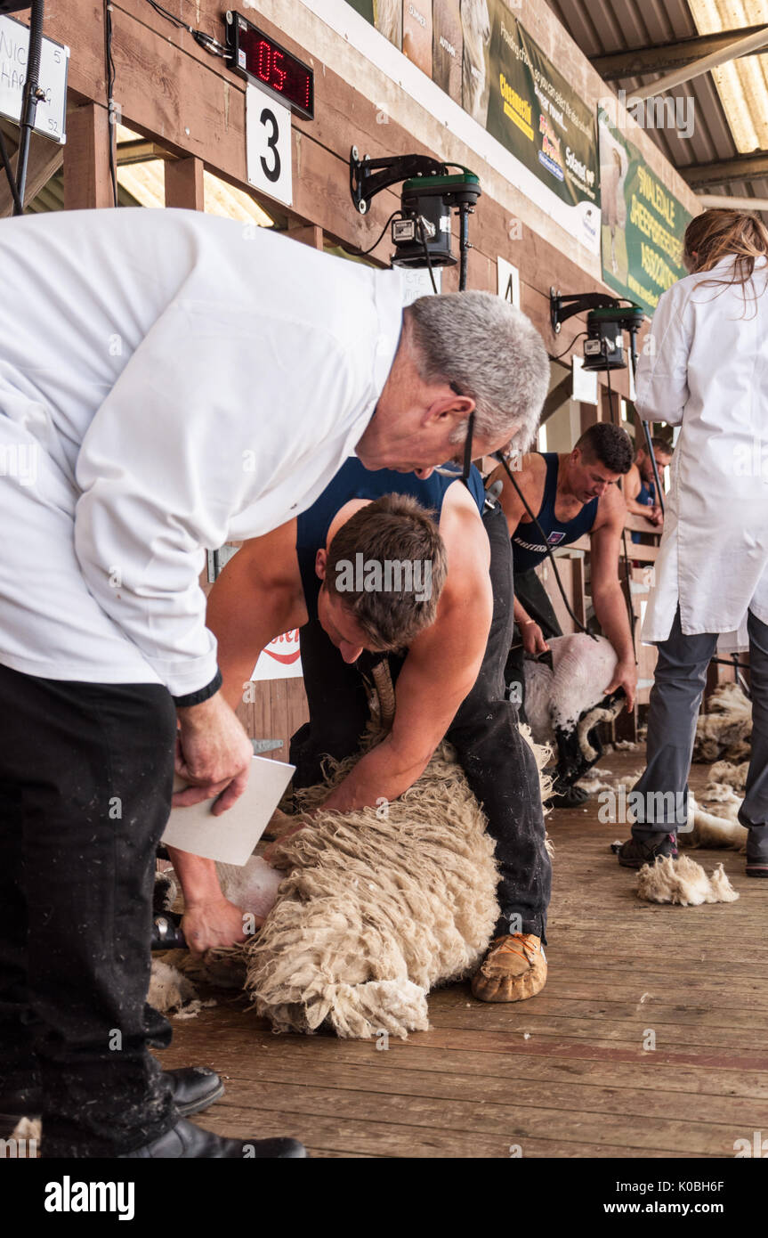 Sheep shearing competition at The Great Yorkshire Show 2017 Stock Photo ...
