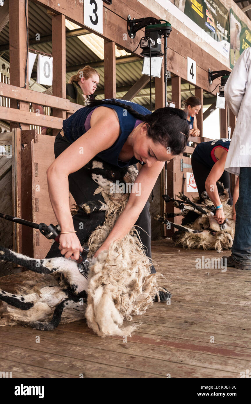 Ladies sheep shearing at the Great Yorkshire Show 2017 Stock Photo - Alamy