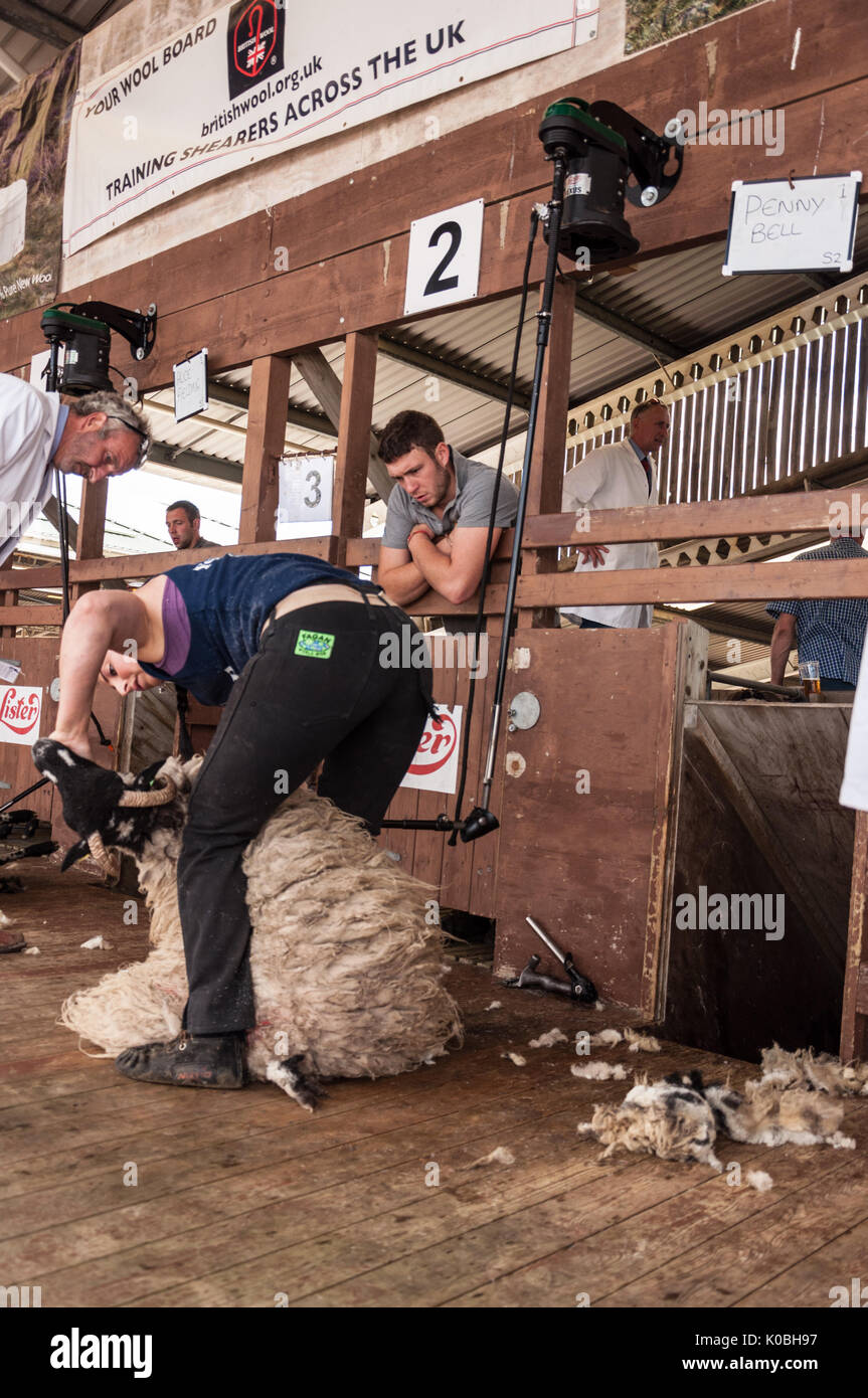 Ladies sheep shearing at the Great Yorkshire Show 2017 Stock Photo - Alamy