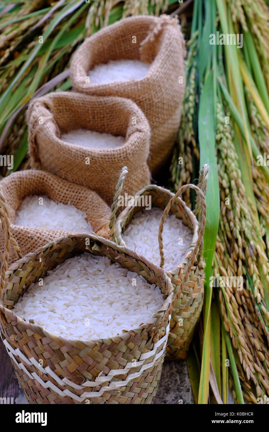 Close up of paddy grain and rice seed on wooden background, sheaf of ...