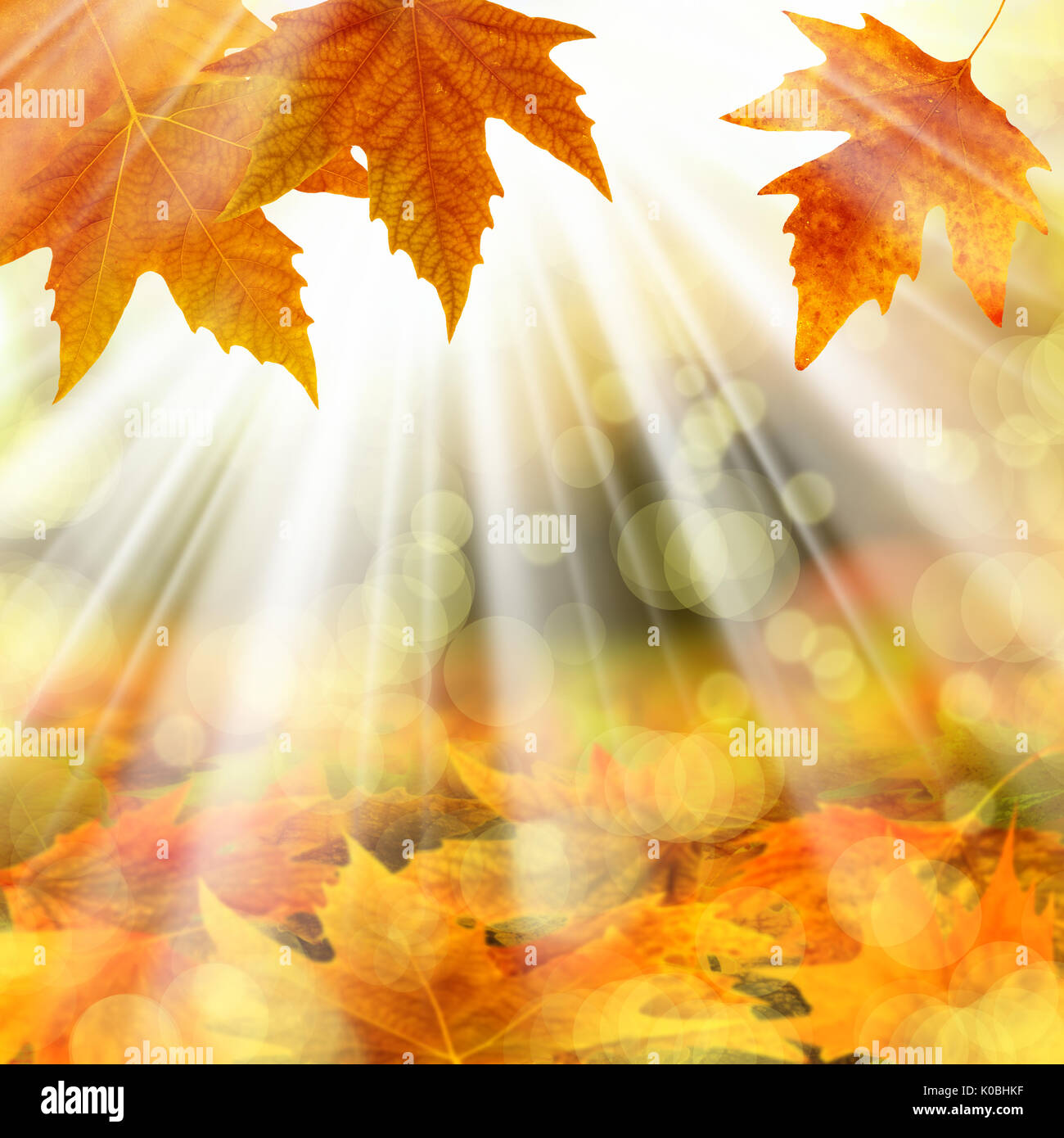 Background image of colorful autumn leaves and light Stock Photo - Alamy
