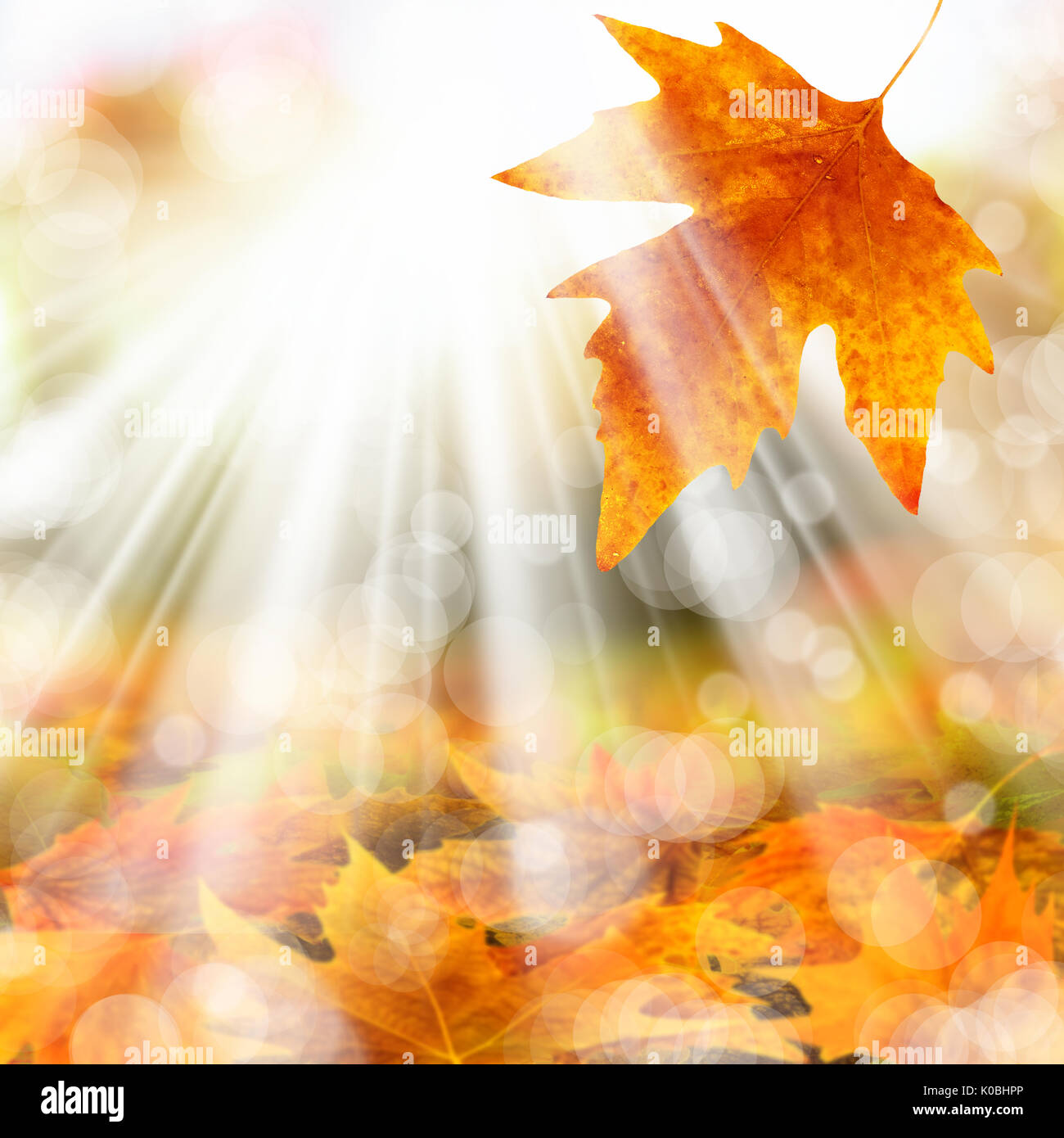 Background image of colorful autumn leaves and light Stock Photo - Alamy