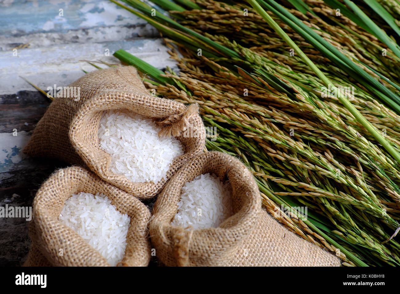 Close up of paddy grain and rice seed on wooden background, sheaf of ...