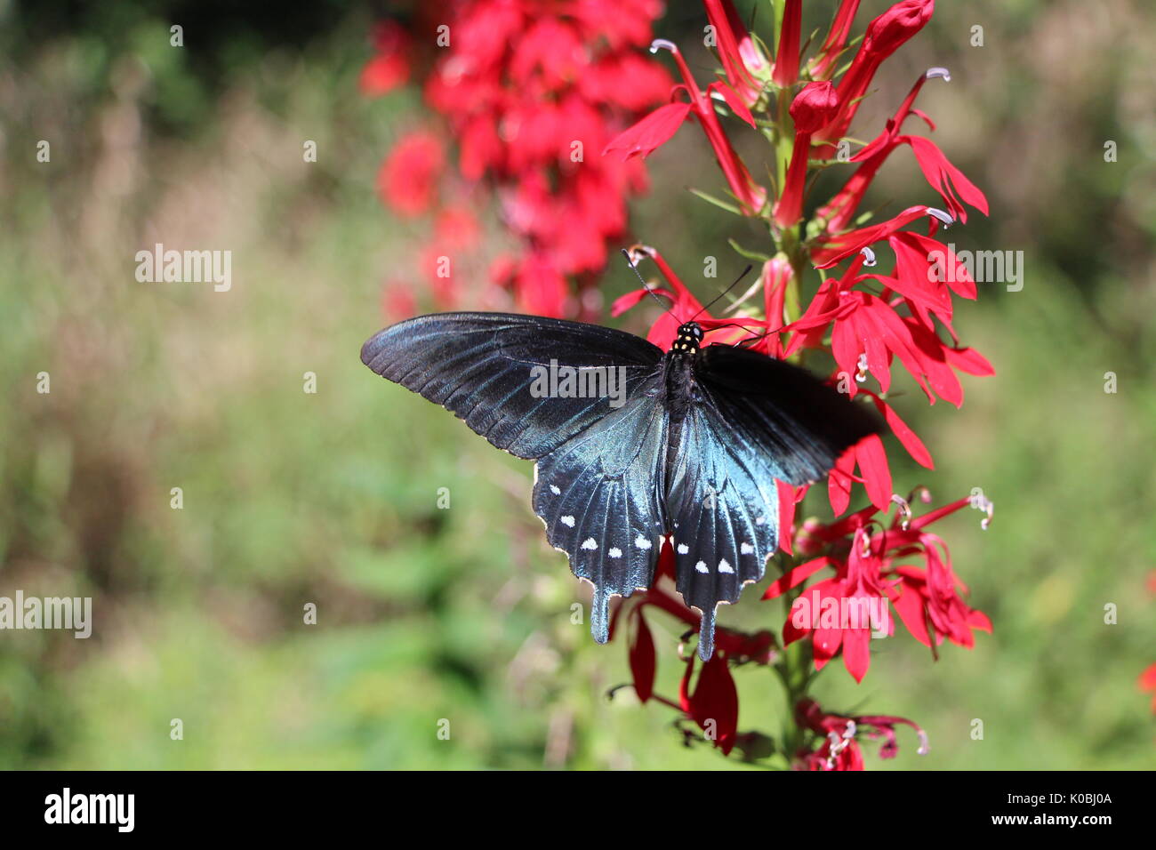 Blue Swallowtail Butterfly Stock Photo - Alamy