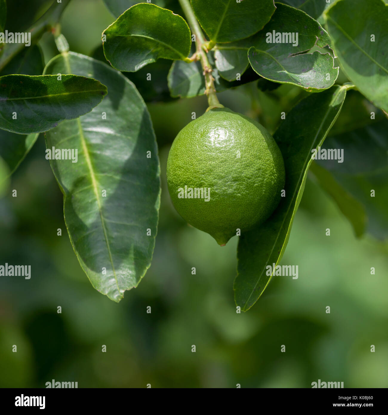 Lime tree and fresh green limes on the branch in the lime garden Stock ...