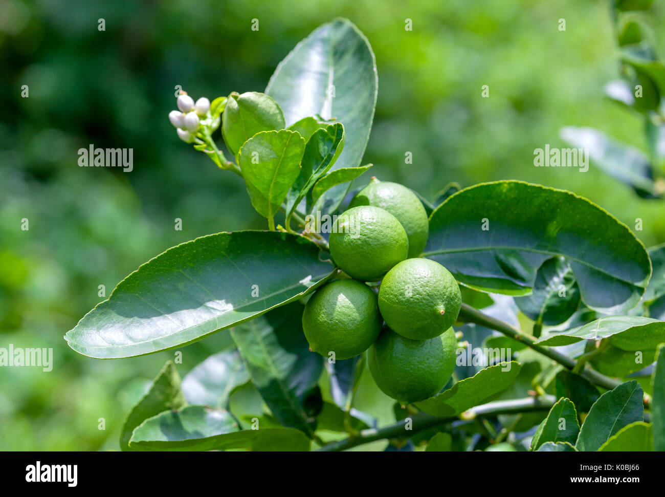 Lime tree and fresh green limes on the branch in the lime garden Stock ...