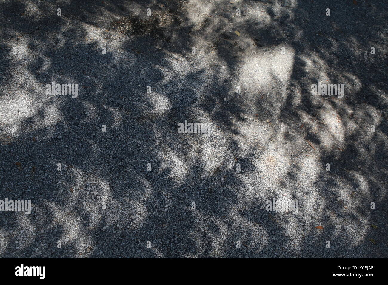 Crescent-Shaped Reflections of Solar Eclipse Through Leaves on Pavement ...