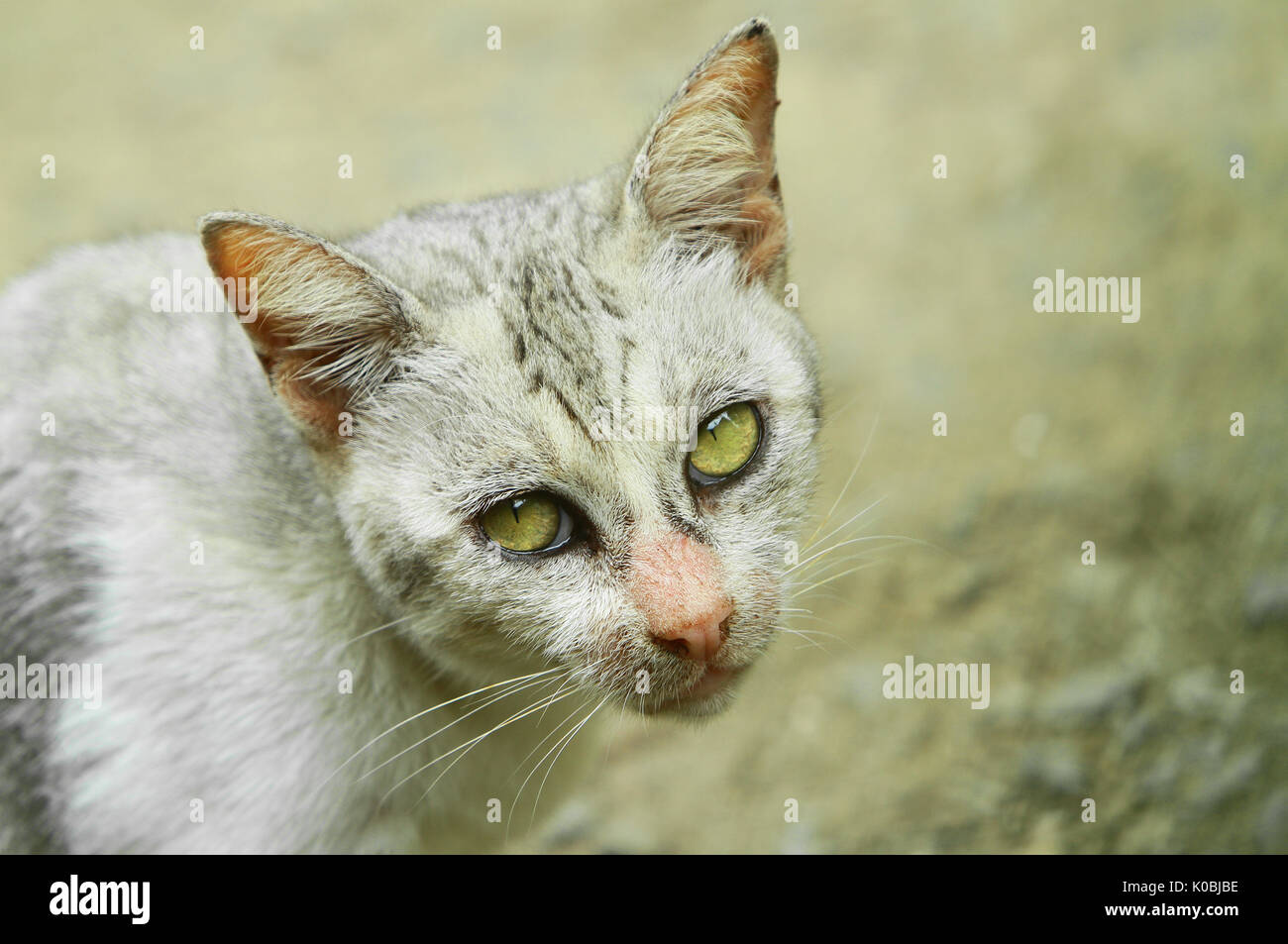 Cute kitty face hi-res stock photography and images - Alamy