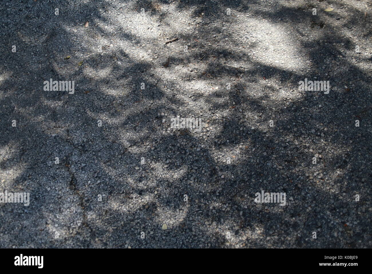 Crescent-Shaped Reflections of Solar Eclipse Through Leaves on Pavement ...