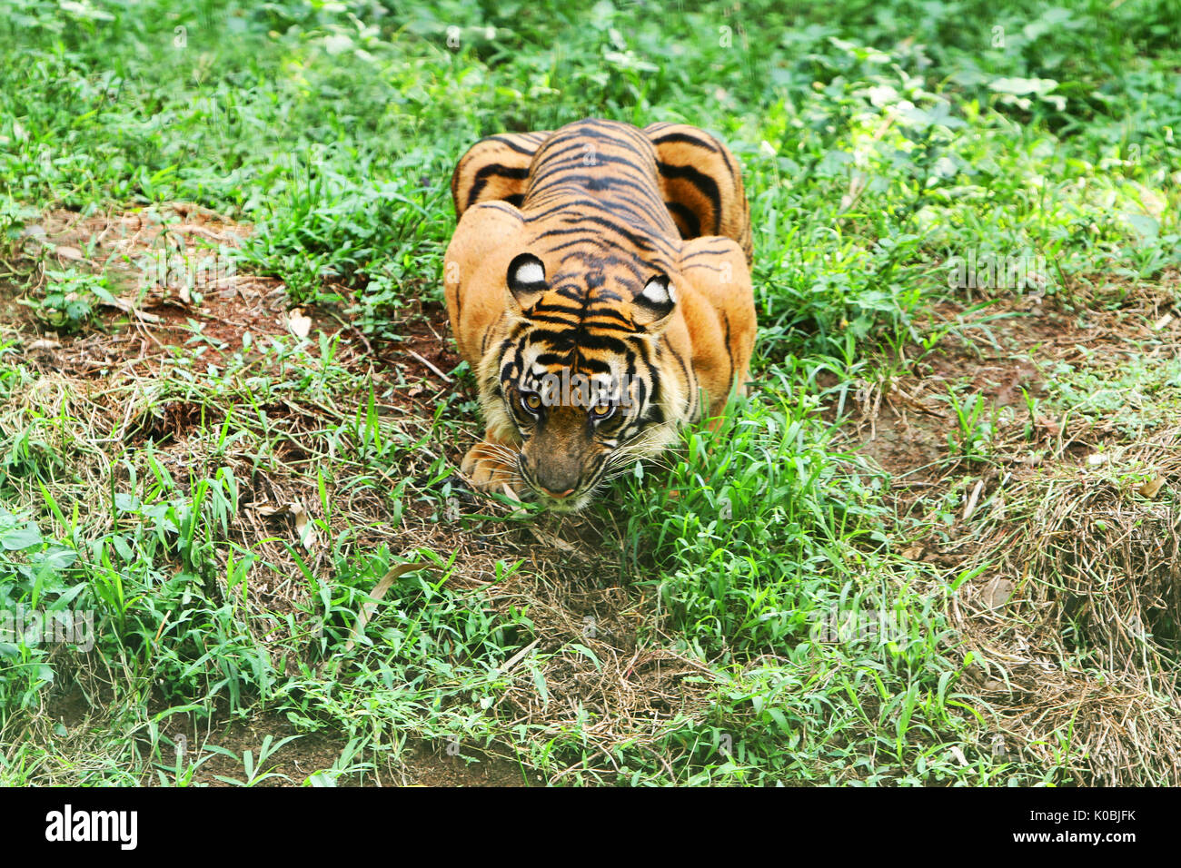 Tiger animal cat hi-res stock photography and images - Alamy