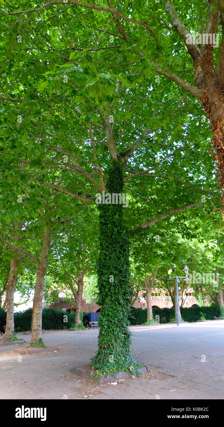 Creeping vine hi-res stock photography and images - Alamy