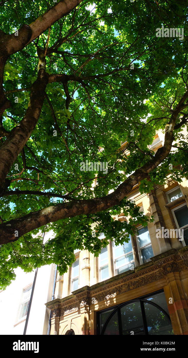 Lush tree with green leaves and branches, with a beige building in the ...