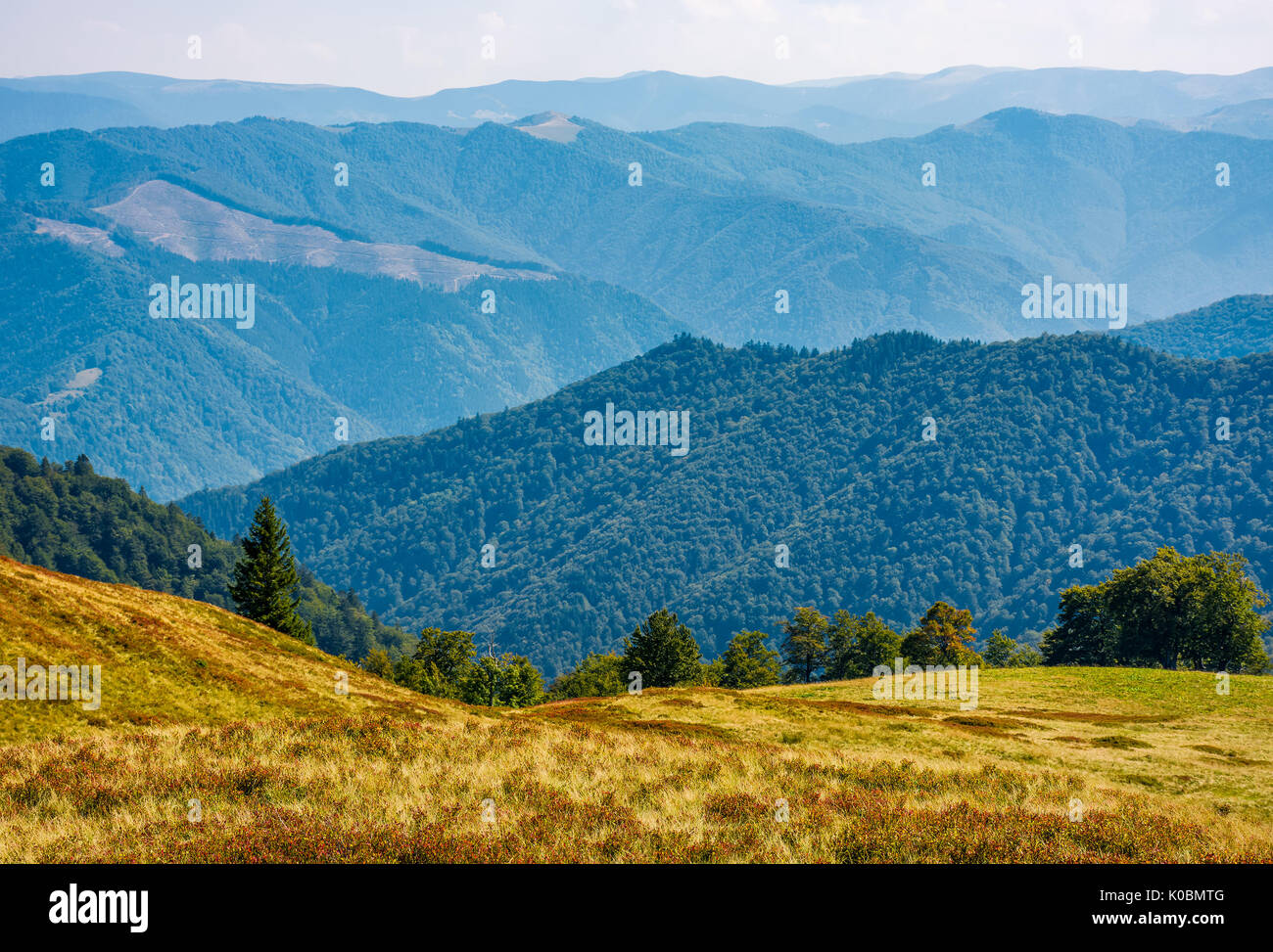 forest on high altitude grassy hillside. beautiful landscape with ridge ...