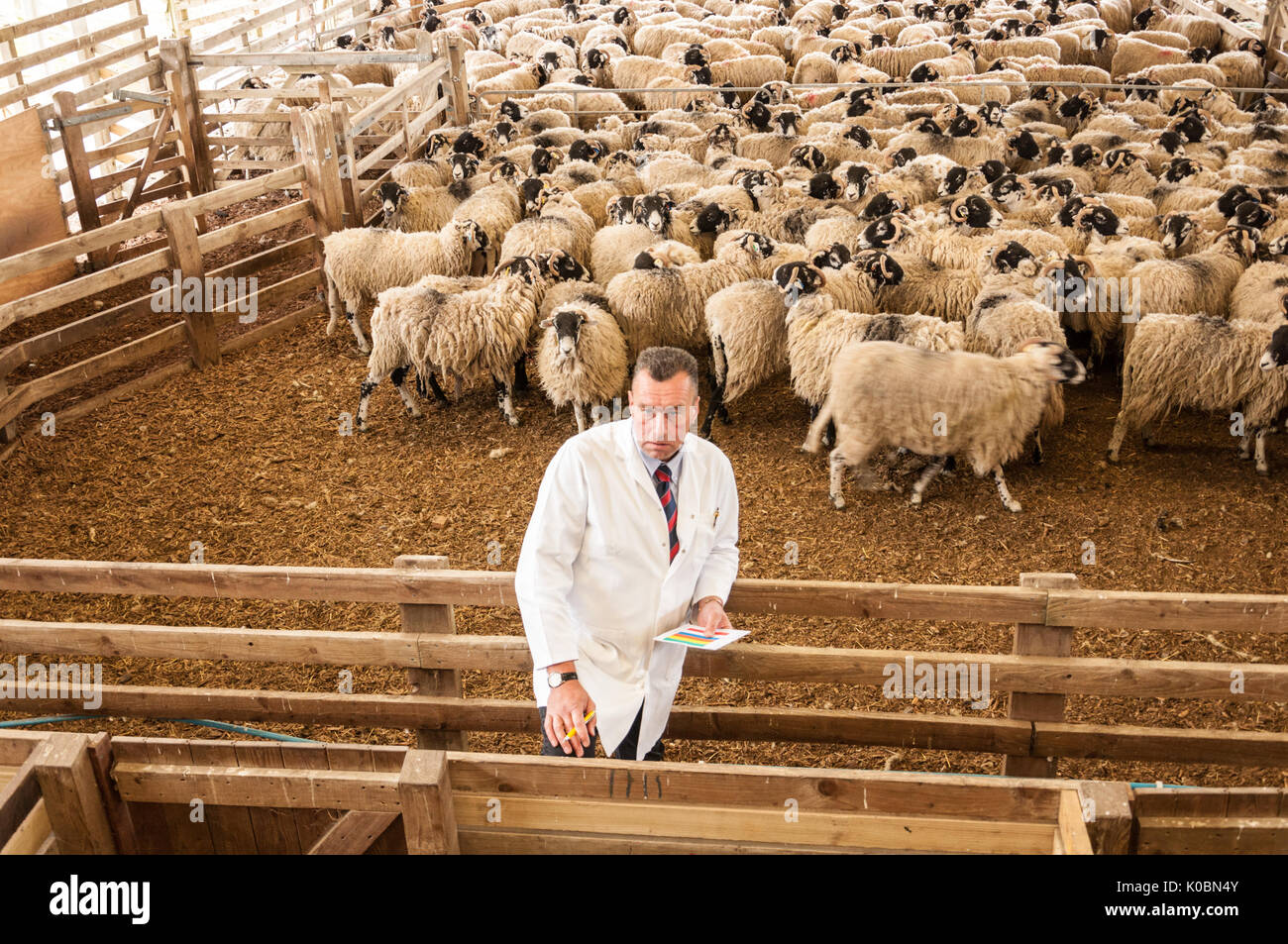 Judge standing in front of sheep at The Great Yorkshire Show Stock ...