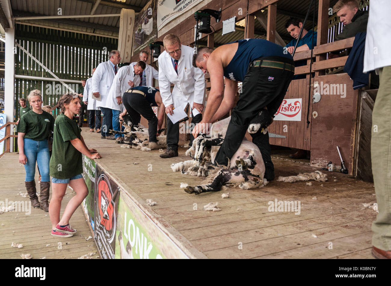 Junior Sheep shearing at The Great Yorkshire Show 2017 Stock Photo - Alamy