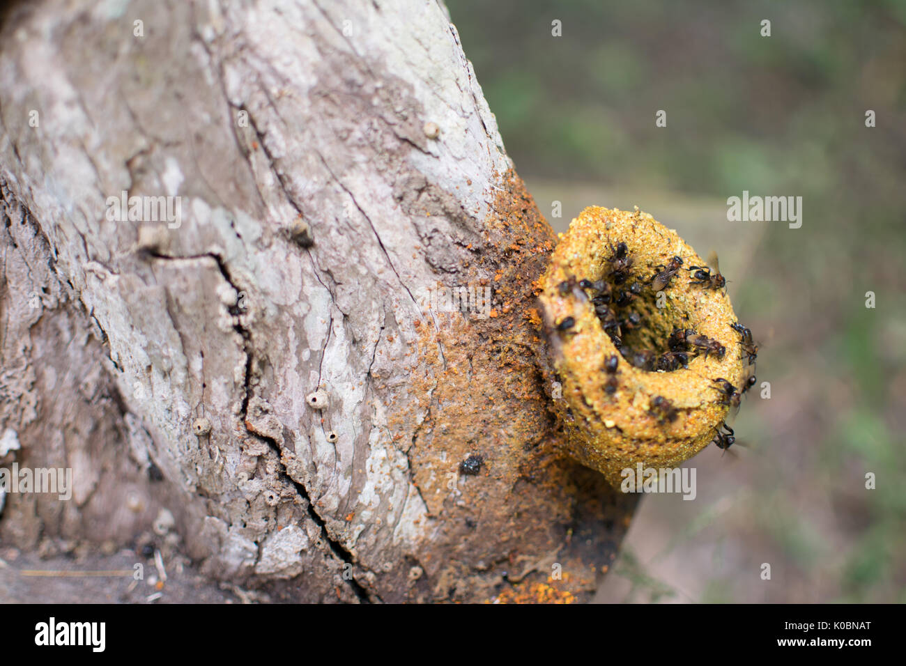 A swarm of meliponini or stingless bees with its nest attached to a ...