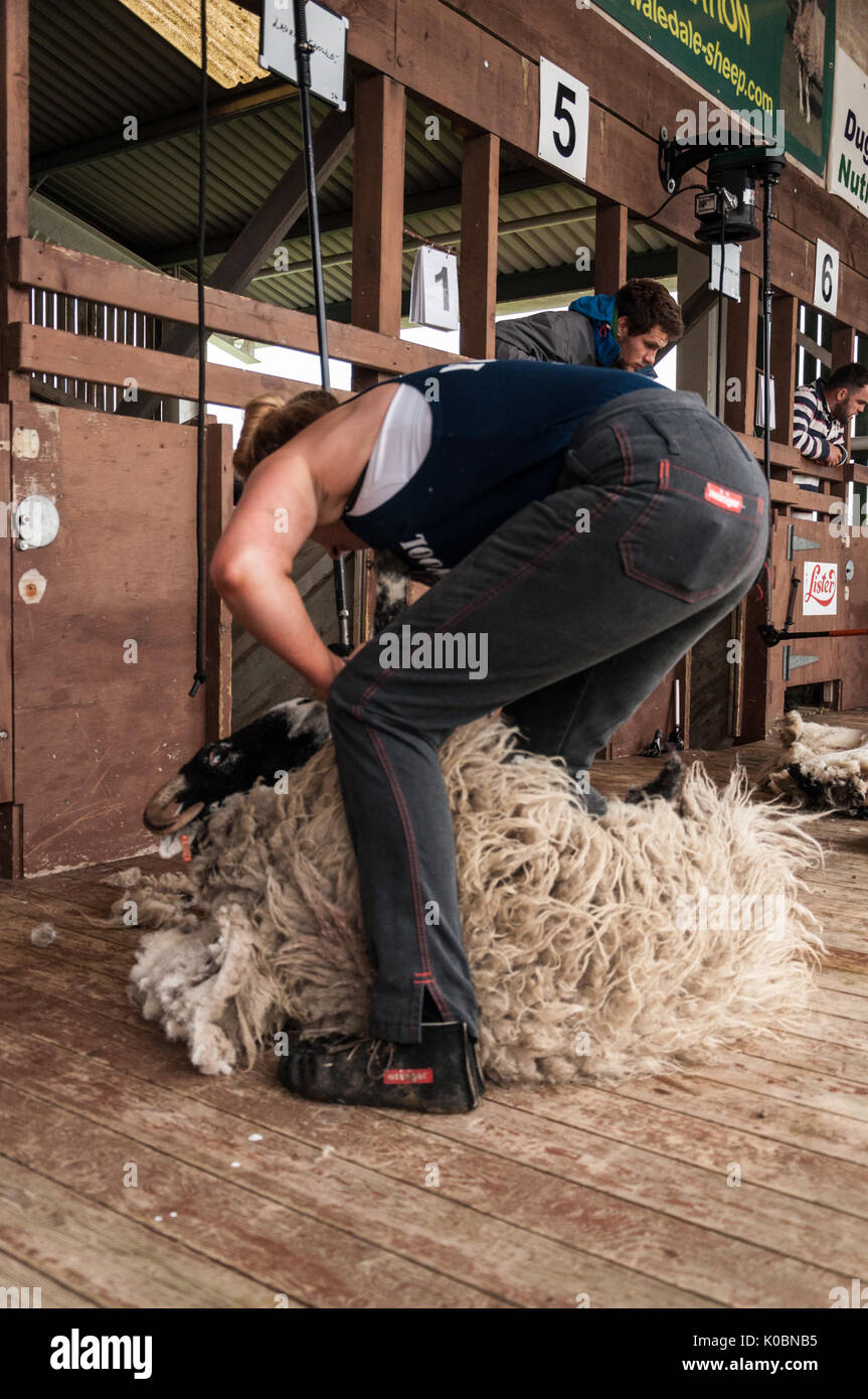 Ladies sheep shearing at the Great Yorkshire Show 2017 Stock Photo - Alamy