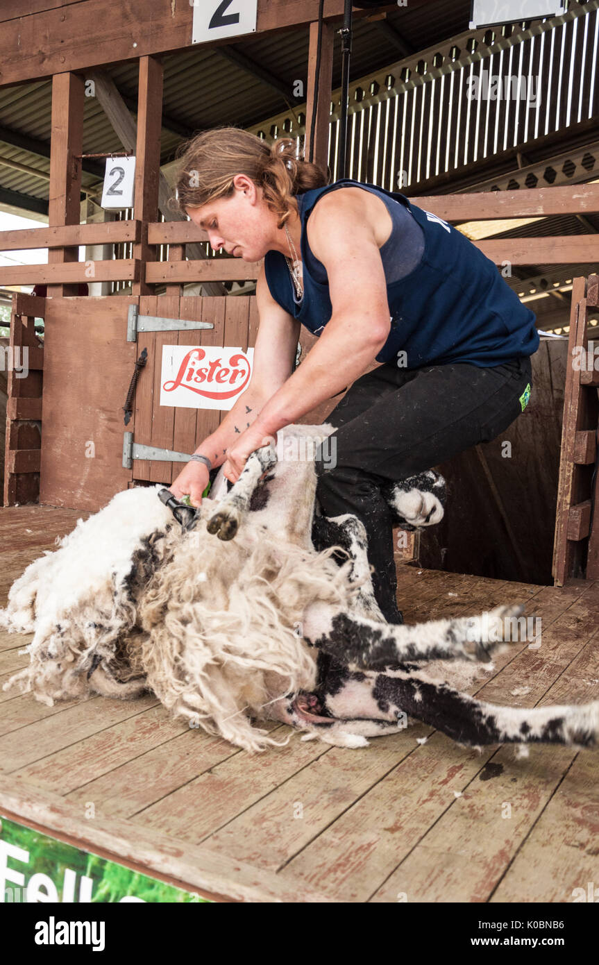 Ladies sheep shearing at the Great Yorkshire Show 2017 Stock Photo - Alamy