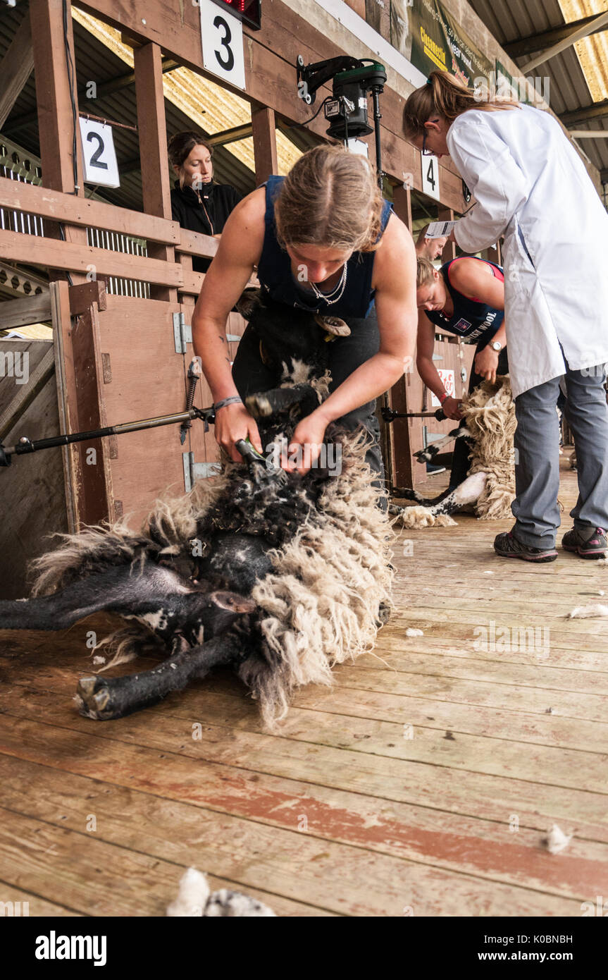 Woman Sheep Shearing High Resolution Stock Photography and Images - Alamy