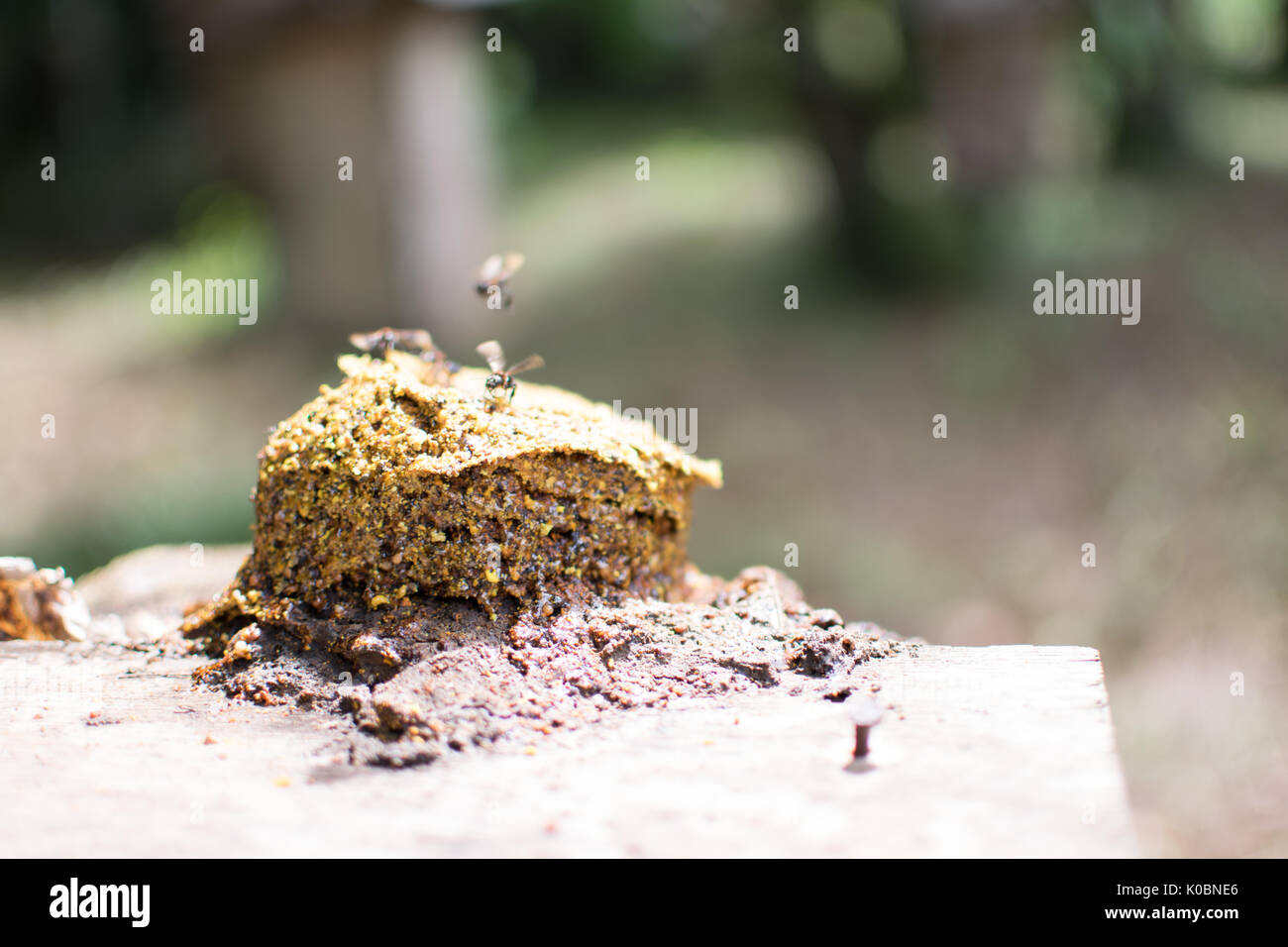 A swarm of meliponini or stingless bees with its nest attached to a ...