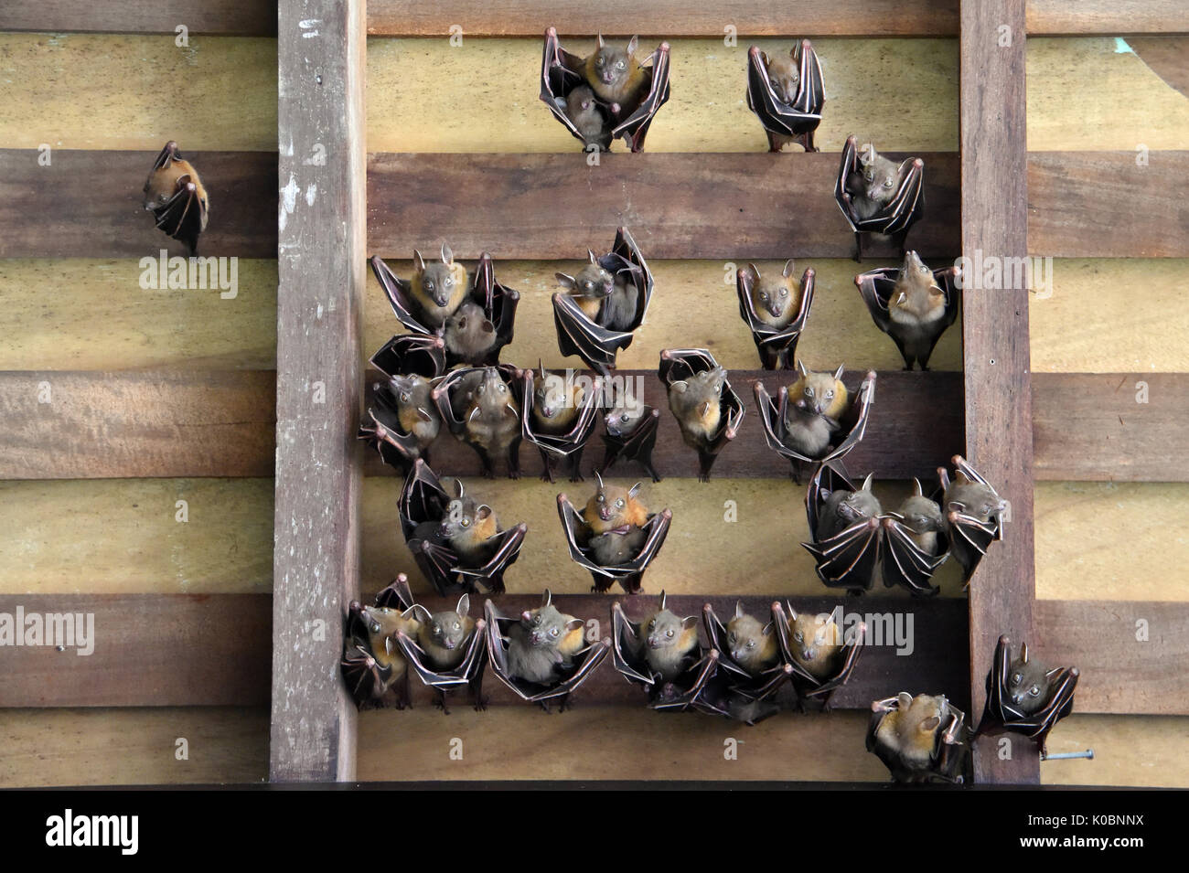 Lesser Dog-faced Fruit Bat Stock Photo - Alamy