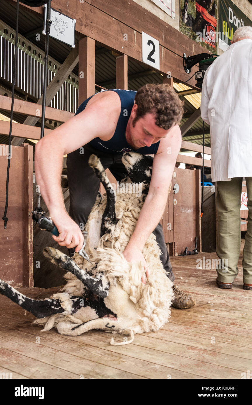 Men shearing sheep at the Great Yorkshie Show 2017 Stock Photo - Alamy