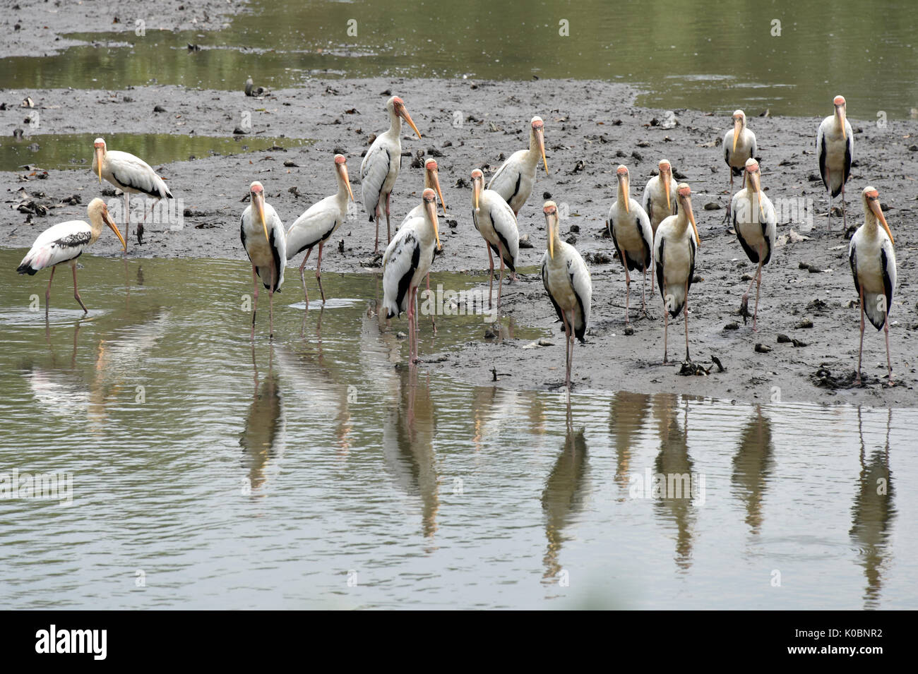 Endangered stork hi-res stock photography and images - Alamy