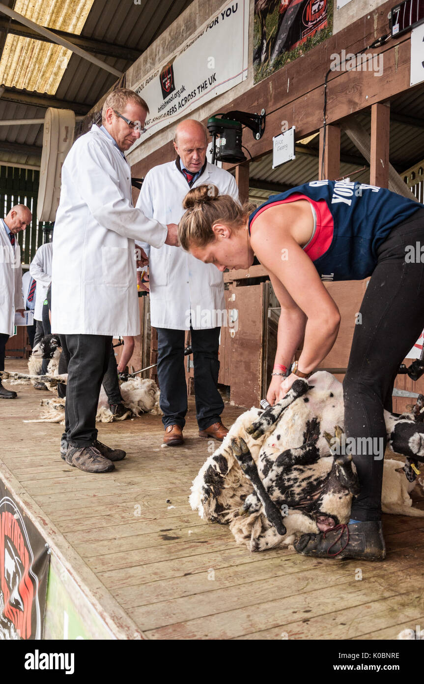 Ladies sheep shearing at the Great Yorkshire Show 2017 Stock Photo - Alamy